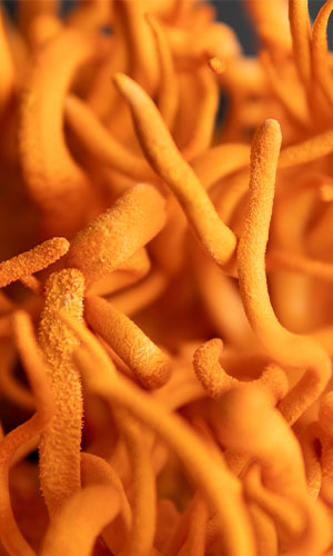 Cordyceps: The Fungus That Fights Fatigue | The Sporing Company